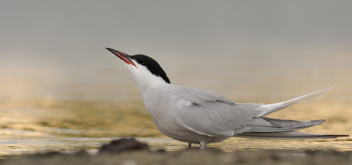Laridae_Sternidae_20200722 | Mooc Ornitho