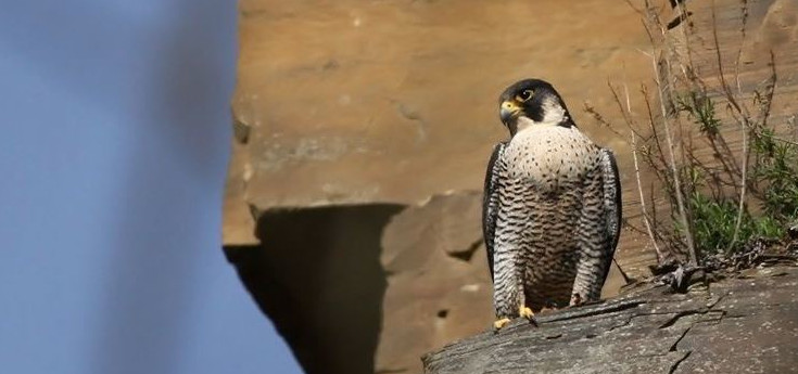 Rapaces_diurnes_2_petits_20200724 | Mooc Ornitho