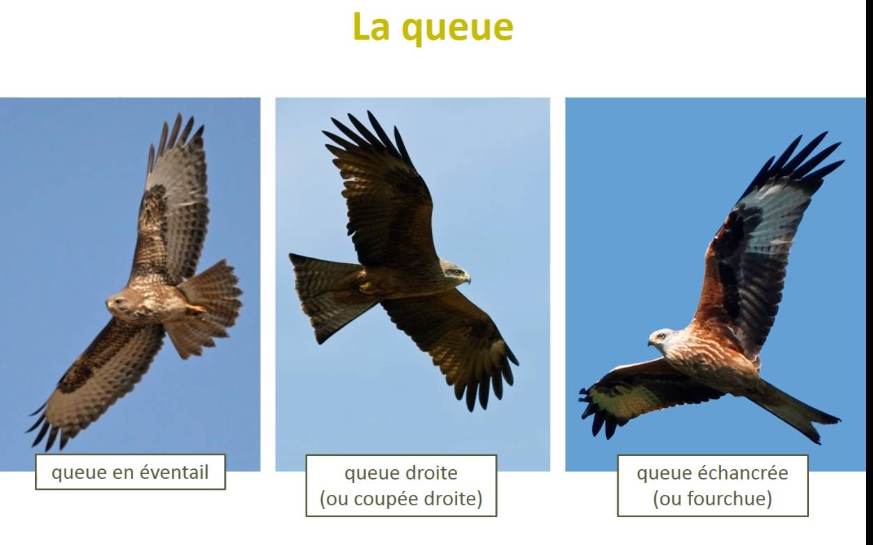 Forum | Mooc Ornitho