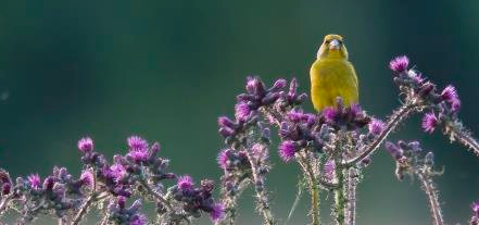 Granivores_20200803_1 | Mooc Ornitho