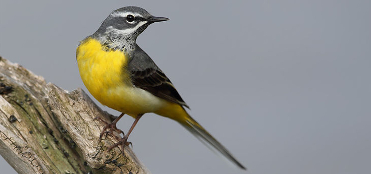 Ins-TP-2_Motacillidae | Mooc Ornitho