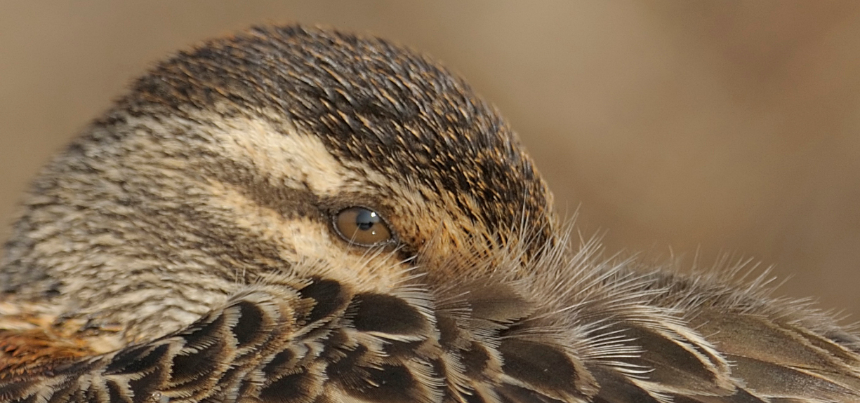 Anatidae_femelles_20200828_1 | Mooc Ornitho