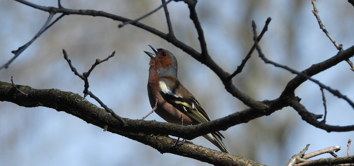 Etho_printemps_territoire | Mooc Ornitho