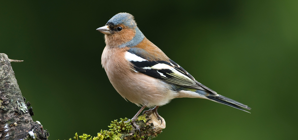 Etho_Ete_pinson | Mooc Ornitho