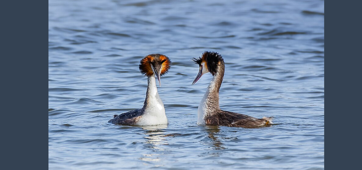 Reproduction | Mooc Ornitho