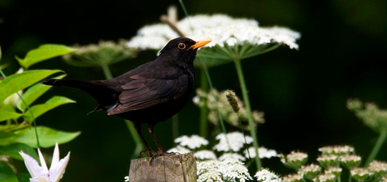 Opportunistes_2025 | Mooc Ornitho