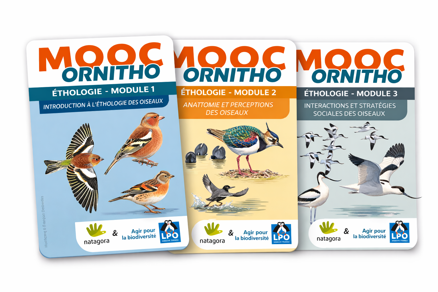 Mooc Ornitho: Catégories de cours | Mooc Ornitho